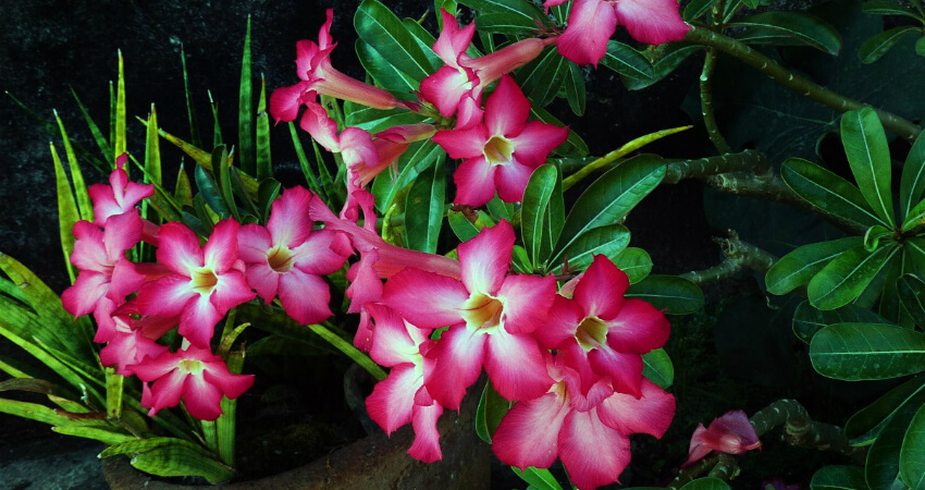 Adenium - Nanjil Nursery