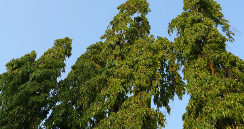 Ashoka Tree - Nanjil Nursery