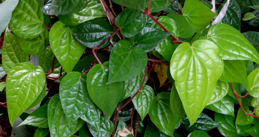 Betel - Nanjil Nursery