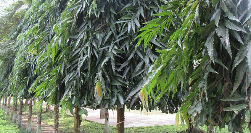 Ashoka Tree - Nanjil Nursery