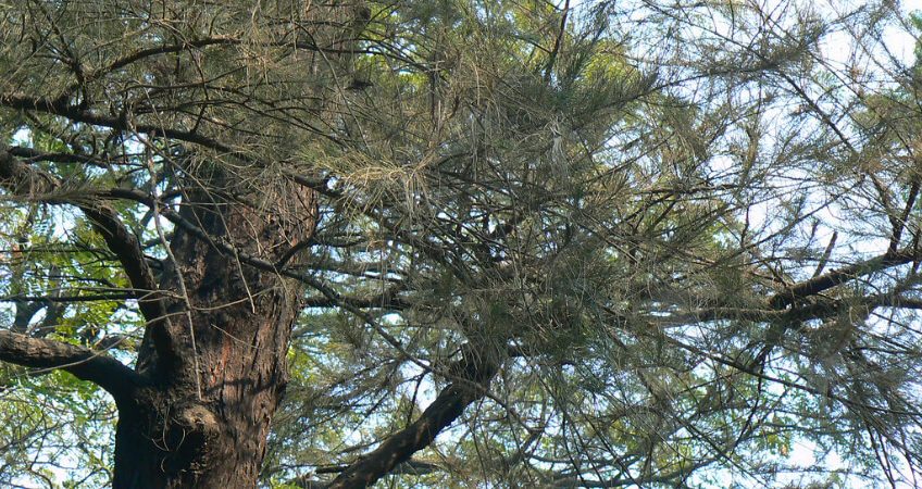 Casuarina Tree - Nanjil Nursery