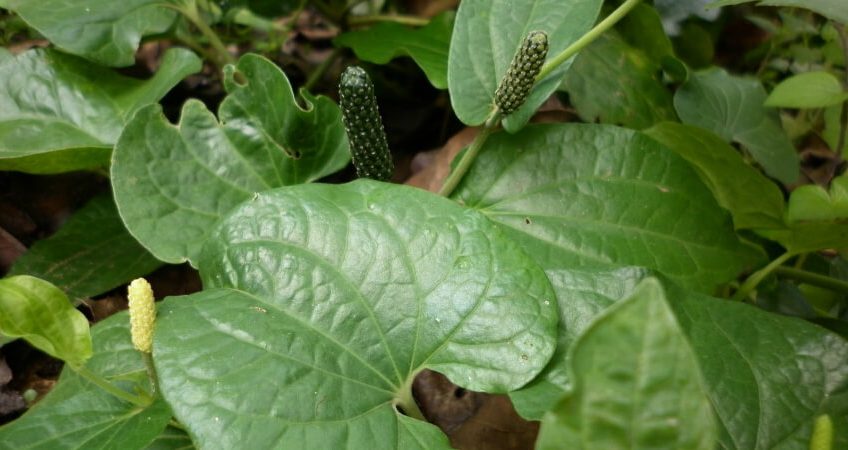 Long Pepper - Nanjil Nursery