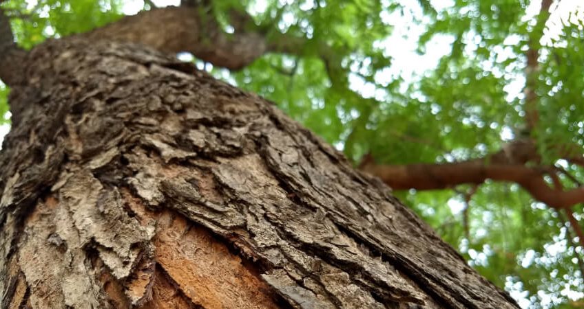 Neem Tree - Nanjil Nursery