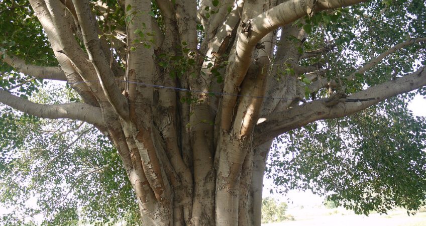 Peepal Tree - Nanjil Nursery