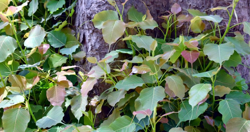 Peepal Tree - Nanjil Nursery