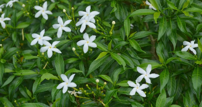 Tabernaemontana Divaricata - Nanjil Nursery