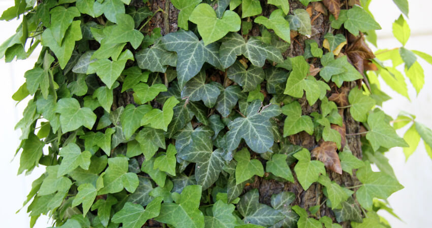 English Ivy - Nanjil Nursery