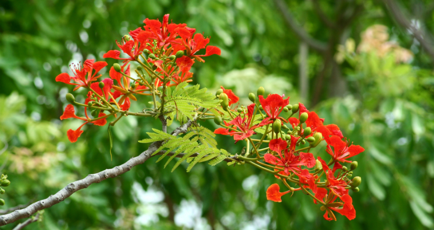Flamboyant Flame Tree - Nanjil Nursery