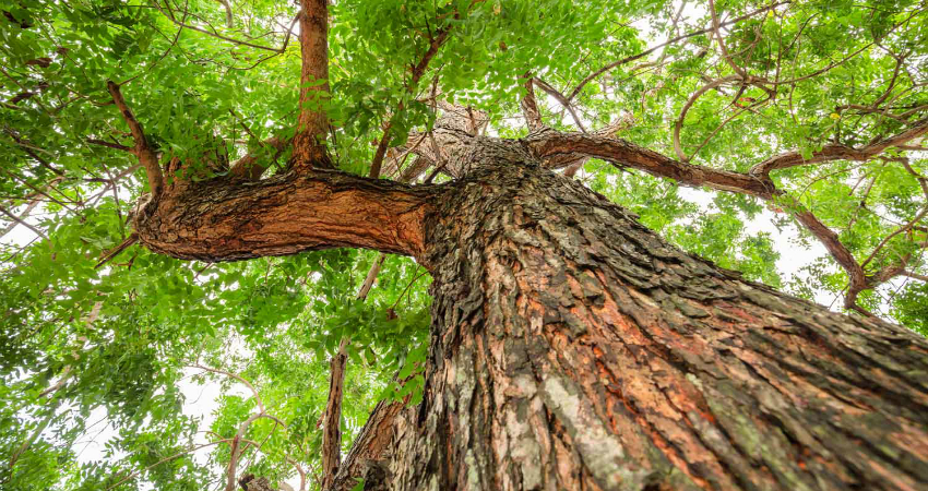 Neem Tree - Nanjil Nursery