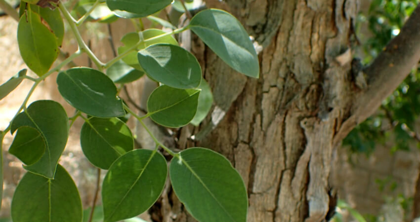Rosewood Tree - Nanjil Nursery