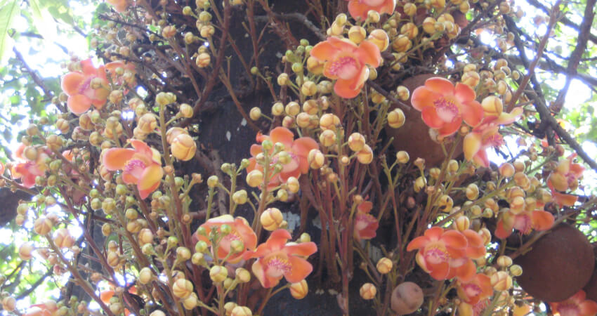 Shala Tree - Nanjil Nursery