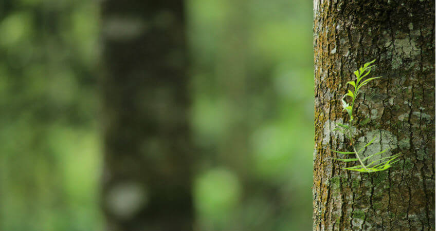 Wood Plants - Nanjil Nursery