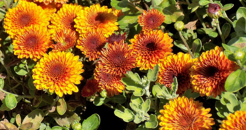 Chrysanthemum - Nanjil Nursery