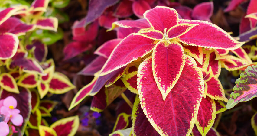 Coleus Plant - Nanjil Nursery